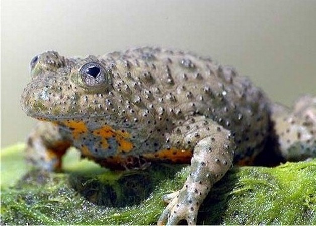 BOMBINA VARIEGATA - Aquariofilia.es