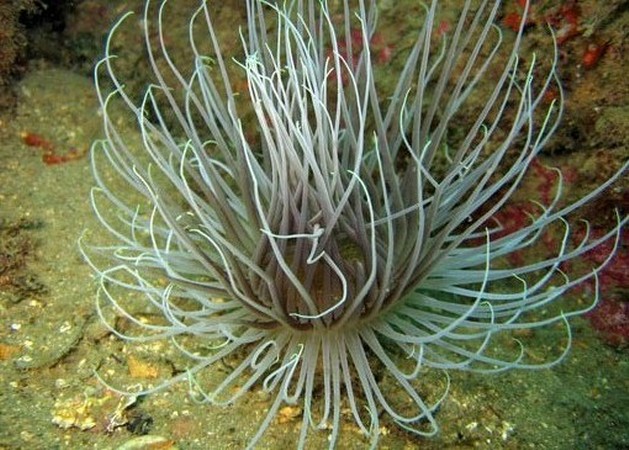 CERIANTHUS MEMBRANACEUS - Aquariofilia.es