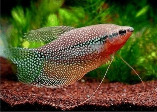 TRICHOGASTER LABIOSA - Aquariofilia.es